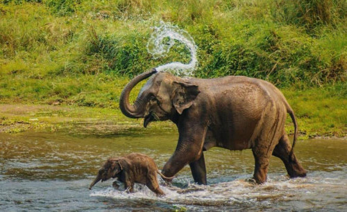 Chitwan National Park: A Comprehensive Guide